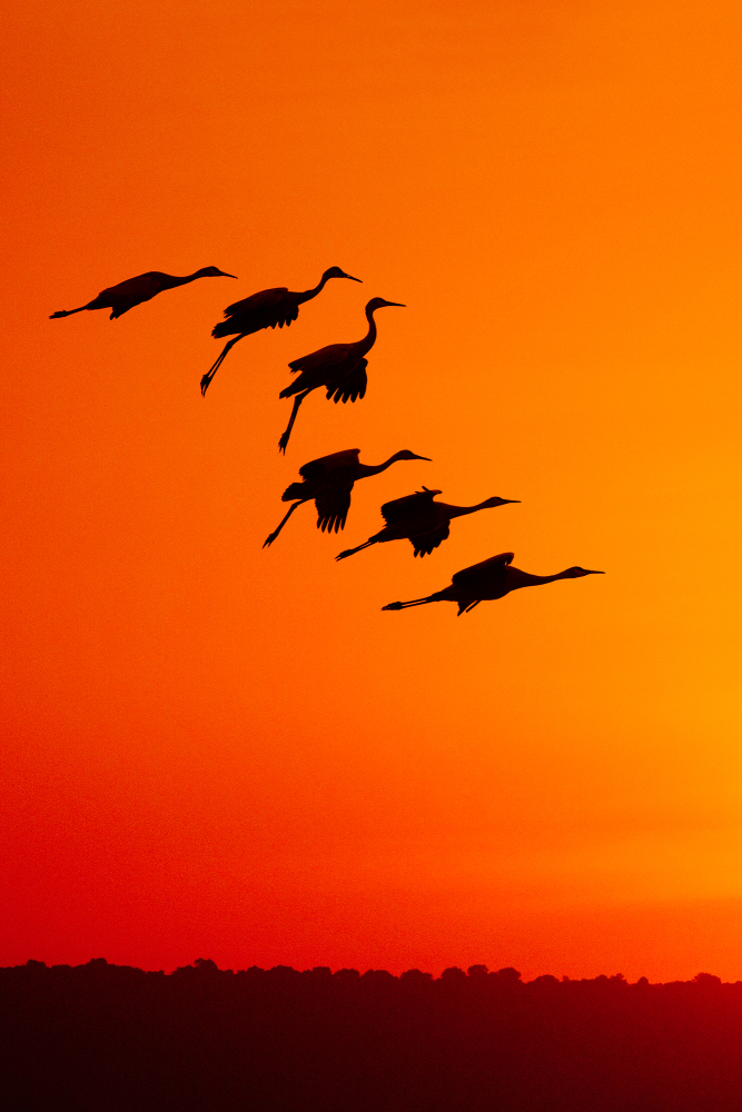 NEW • How to Photograph Birds in Flight: Saturday Morning @ Visitor ...
